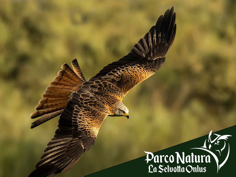 Nibbio reale: dove trovarlo, cosa mangia e come riconoscerlo | Parco Natura La Selvotta