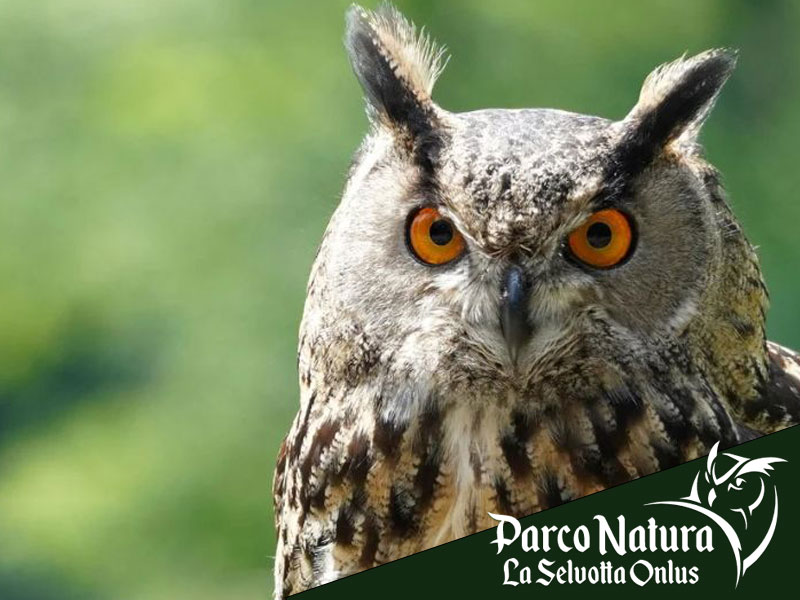 Rapaci notturni: caratteristiche | Parco Natura La Selvotta | Formello ...